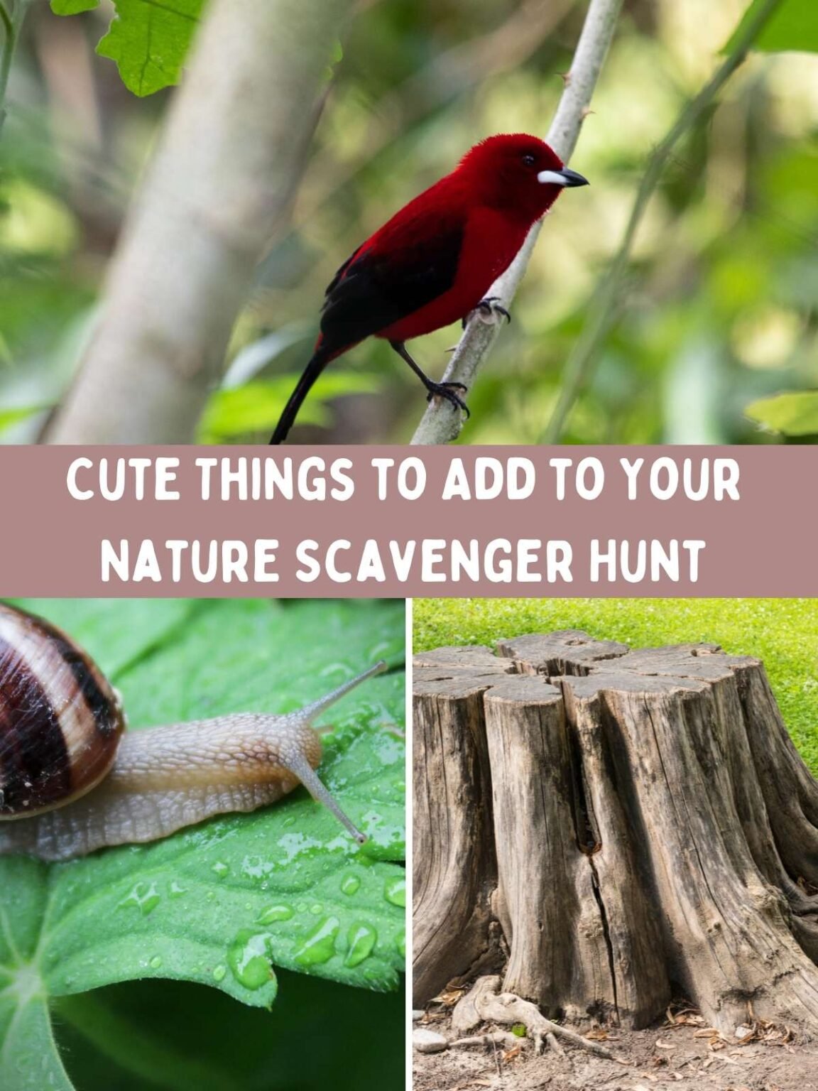 41 Nature Scavenger Hunt Ideas + Printables - Fun Party Pop